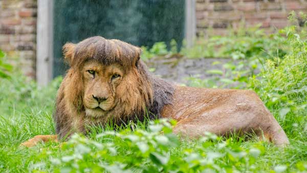 Cheongju City Zoo announces that it will invest 744 million won to ...