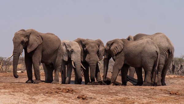 Elephants in Zimbabwe are mass slaughtered to save the citizens ...