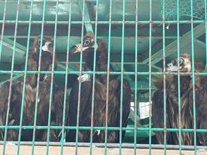 My visit to a bird sanctuary shows the process of rescuing the birds