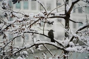 The heaviest snow fell in November in Korea in 117 years