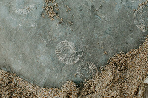 Fossil of 520 million year old larva reveals brains, guts, and ...